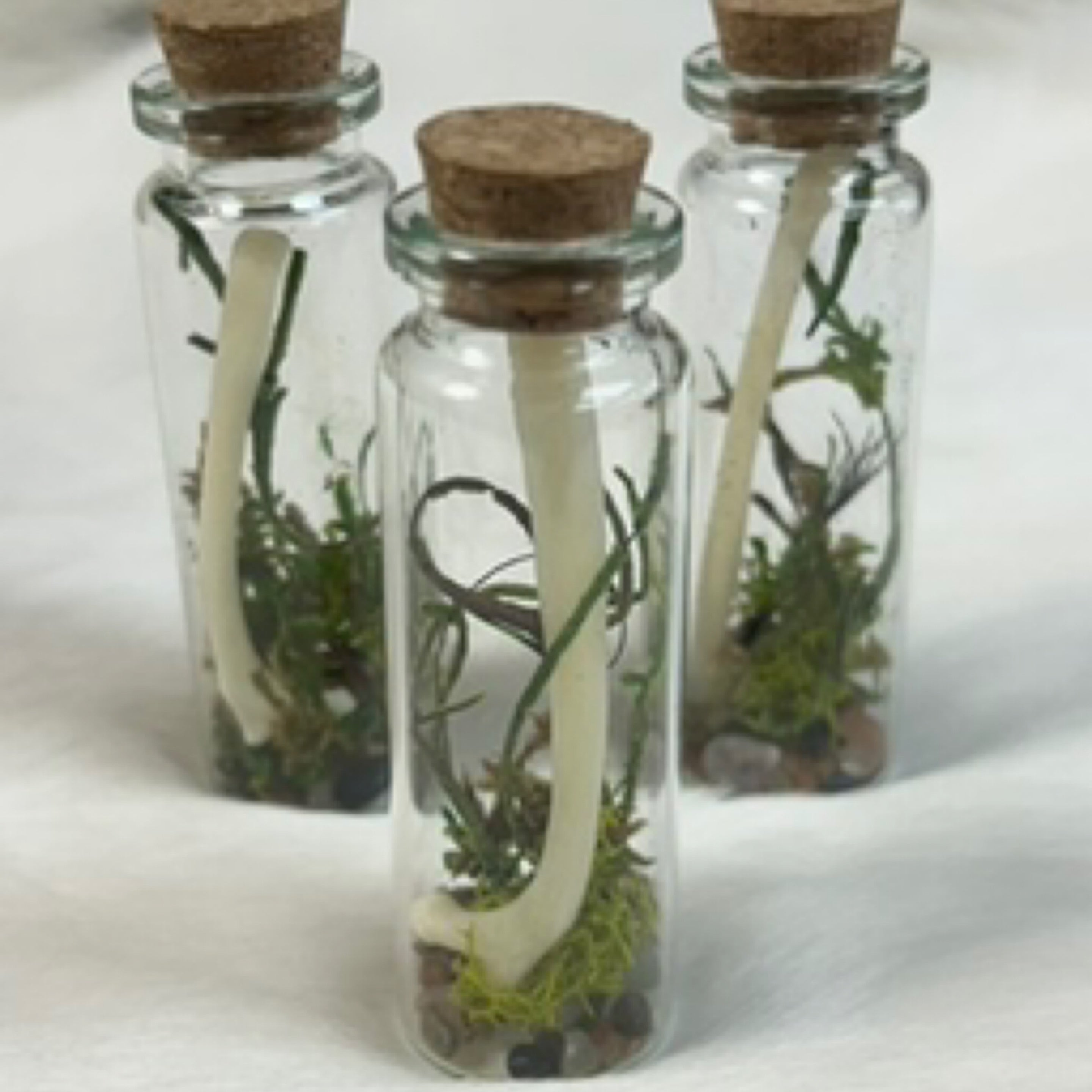 Fox Rib Bone Curio Bottle | The Groovy Witch